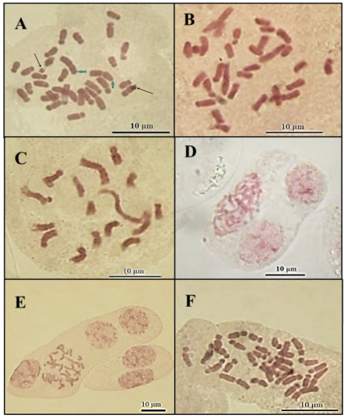 In vitro mutagenesis in anthurium induced by colchicine