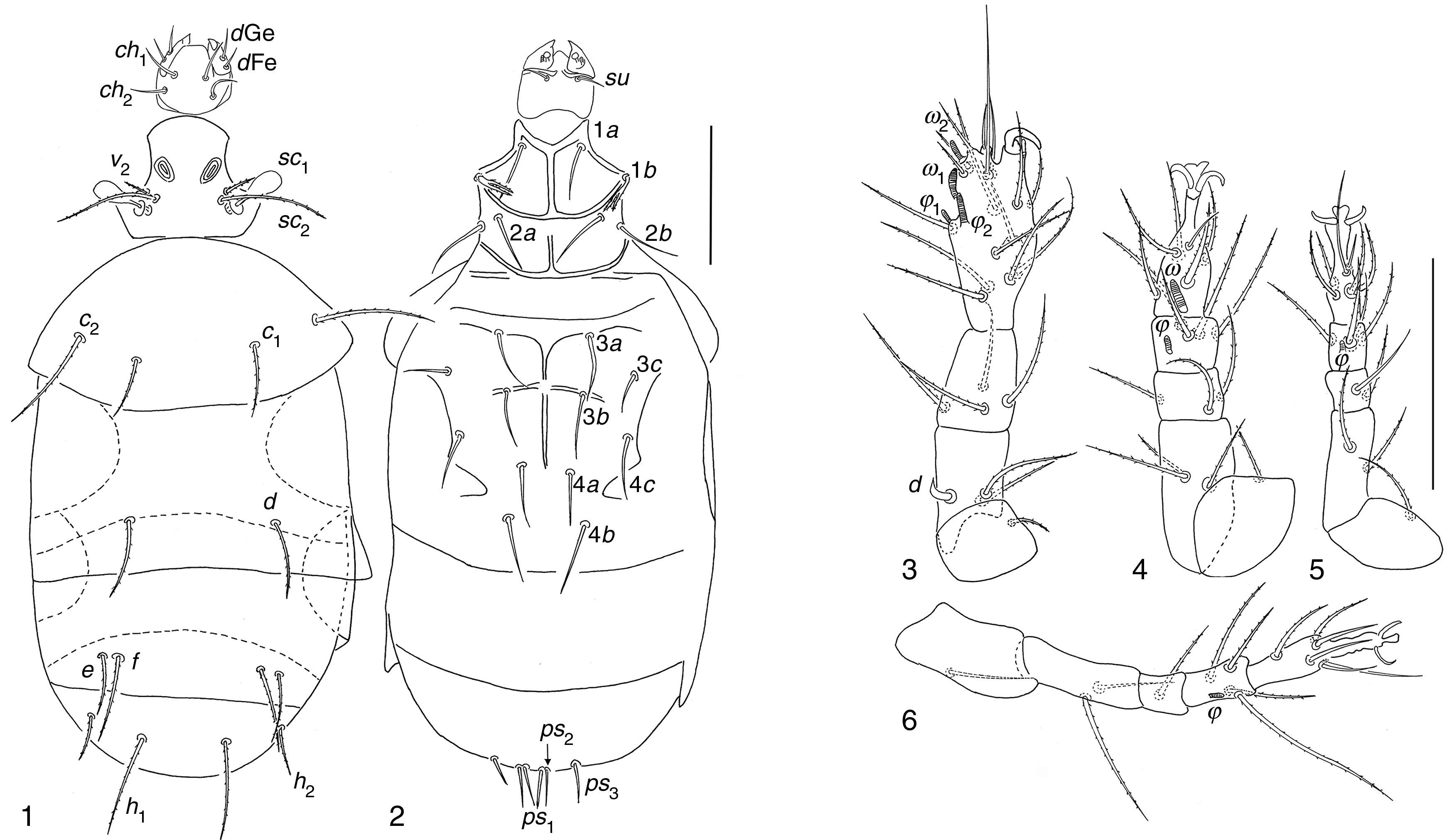 Mites of the families Pygmephoridae and Neopygmephoridae (Acari ...