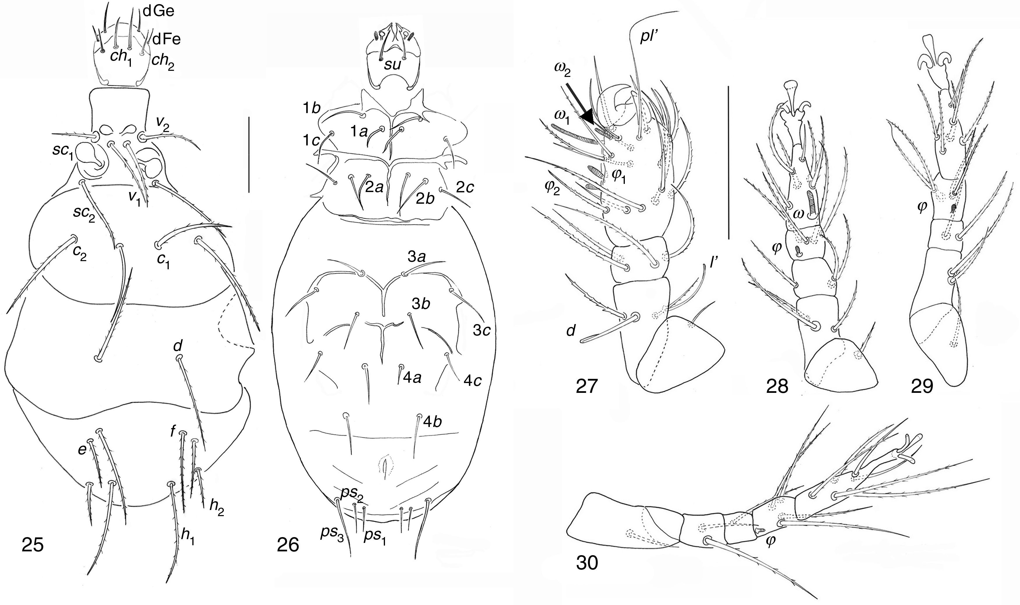 Mites of the families Pygmephoridae and Neopygmephoridae (Acari ...