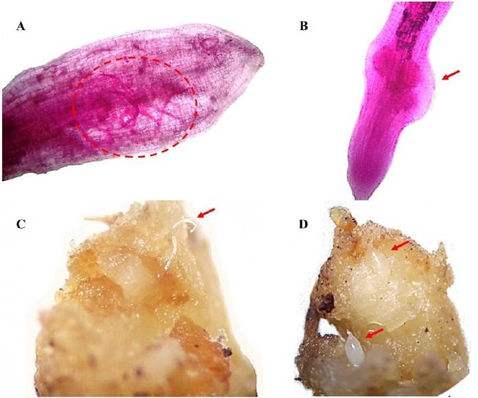 Parasitic behavior of Nacobbus aberrans populations from different ...