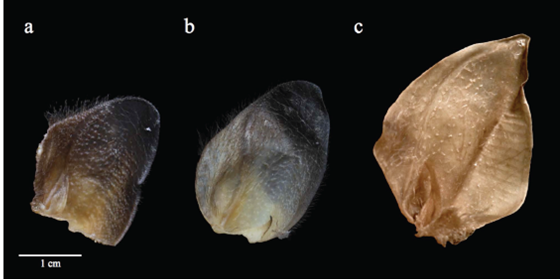 Análisis filogenético del género Mimon Gray, 1847 (Mammalia, Chiroptera ...